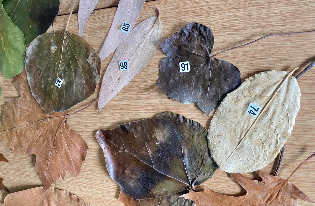 Leaf Science – Sarah Garrod